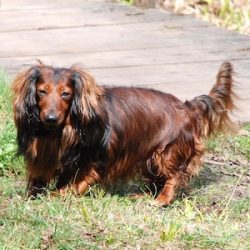 Types of Dachshunds: Smooth, Long, Wired-Haired & More!