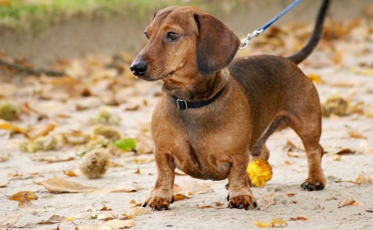 Types of Dachshunds: Smooth, Long, Wired-Haired & More!