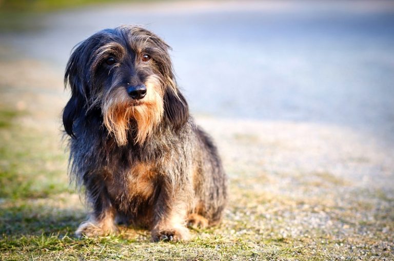 Types of Dachshunds: Smooth, Long, Wired-Haired & More!