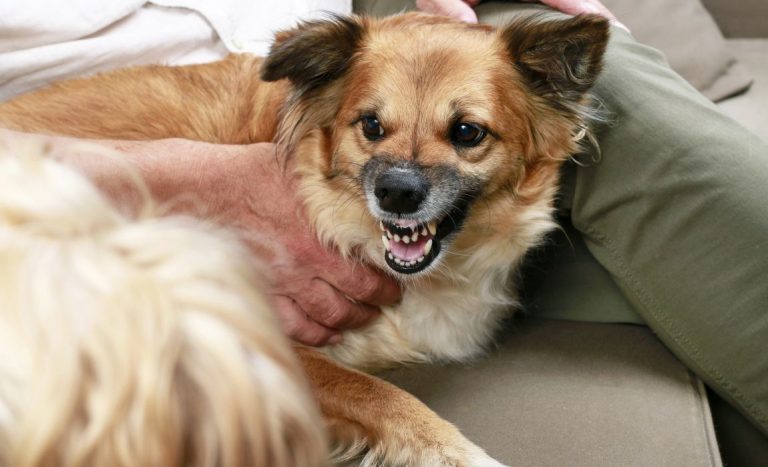 Will My Dog Be Put Down for Biting Someone?
