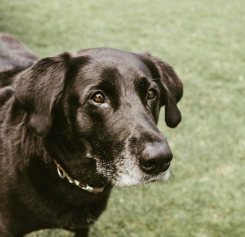 175+ Dog Names That Mean "Protector"