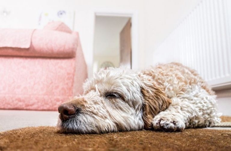 17 Best Dog-Friendly Hotel Chains & Motel Spots Where Pets Are Allowed!