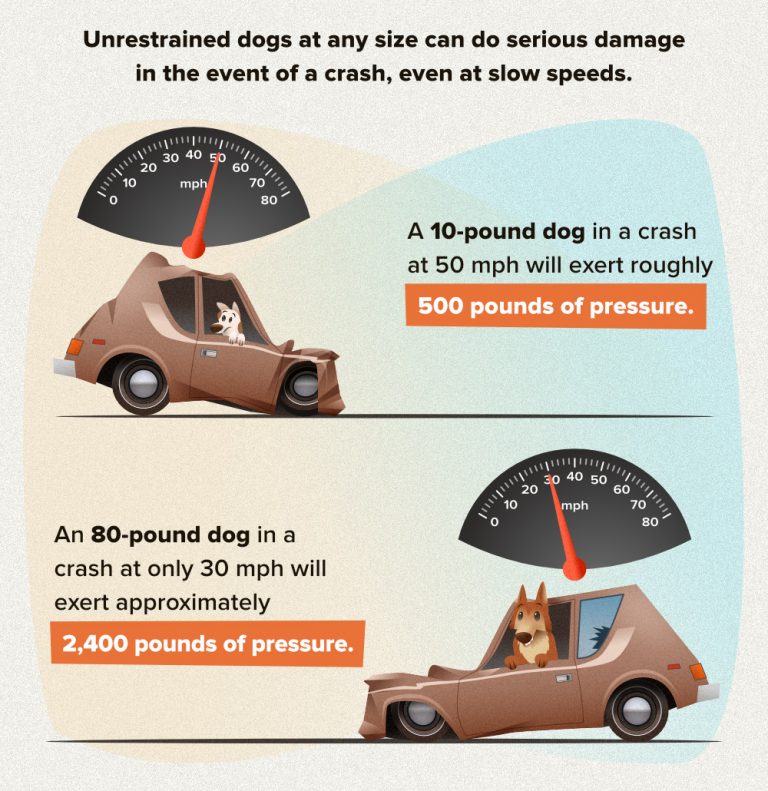 12 Best Dog Car Barries for Keeping Dogs in the Back Seat!