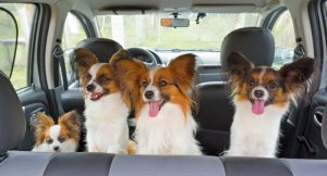 11 Best Cars & SUVs for Dogs [2026 Reviews]: Riding with Rover!