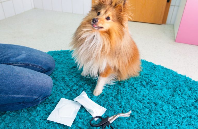 3 Best Dog Repellent Sprays For Keeping Aggressive Canines Away!