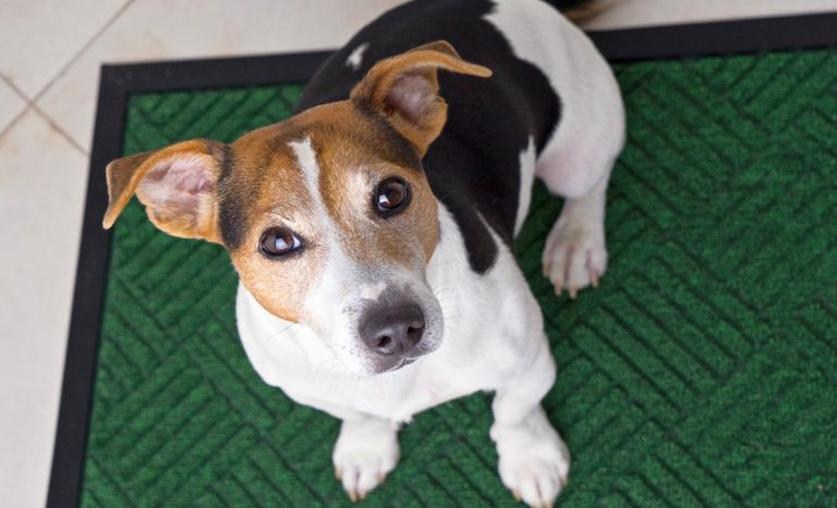 Teaching Your Dog a Place Cue with Mat Training!