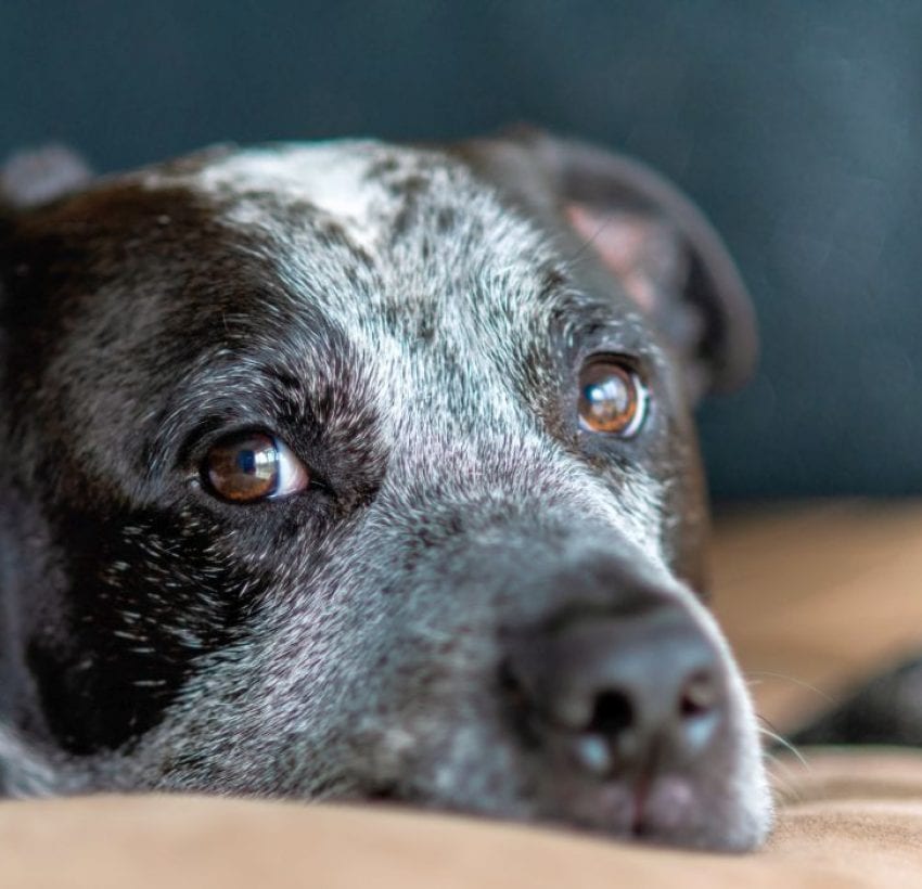 13 Merle Dog Breeds: Gorgeous Dogs with Dappled Coats!