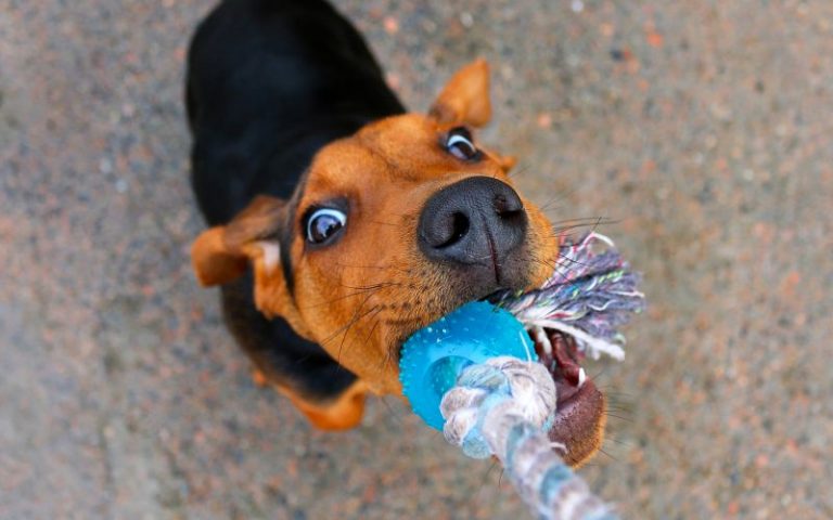 19 Best Dog Poses for Photo Shoots: Instagram Envy Shots!