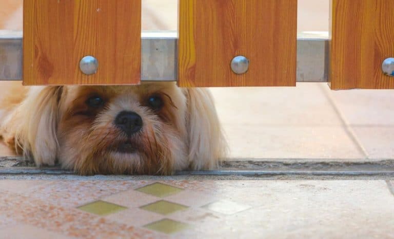 12 DIY Dog Gate Plans: Make Your Own Pet Gate!