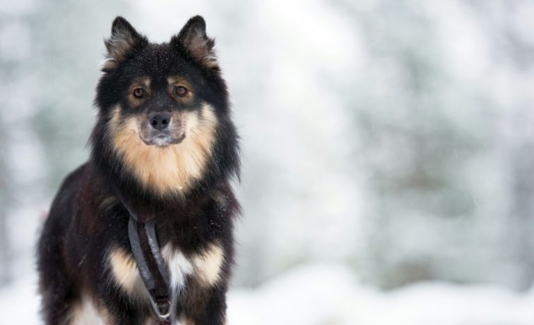 175+ Dog Names That Mean "Protector"