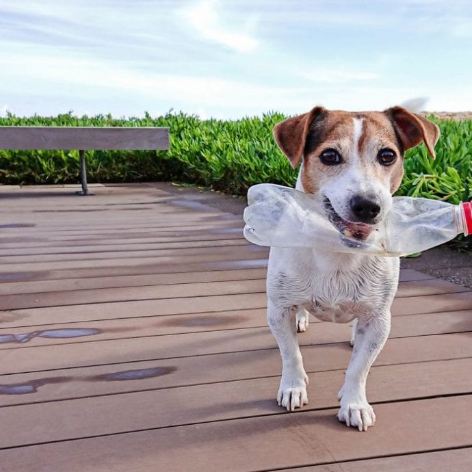 5 Best Belly Bands for Dogs With Peeing Problems