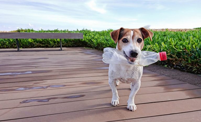 6 Best Hard & Soft Frisbees For Dogs: Catch That Flying Disk!
