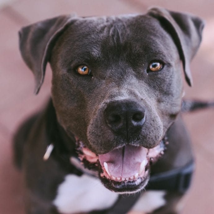 175+ Dog Names That Mean "Protector"