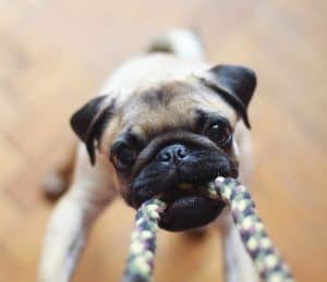 7 Dog Impulse Control Games: Teach Your Dog Self Control!