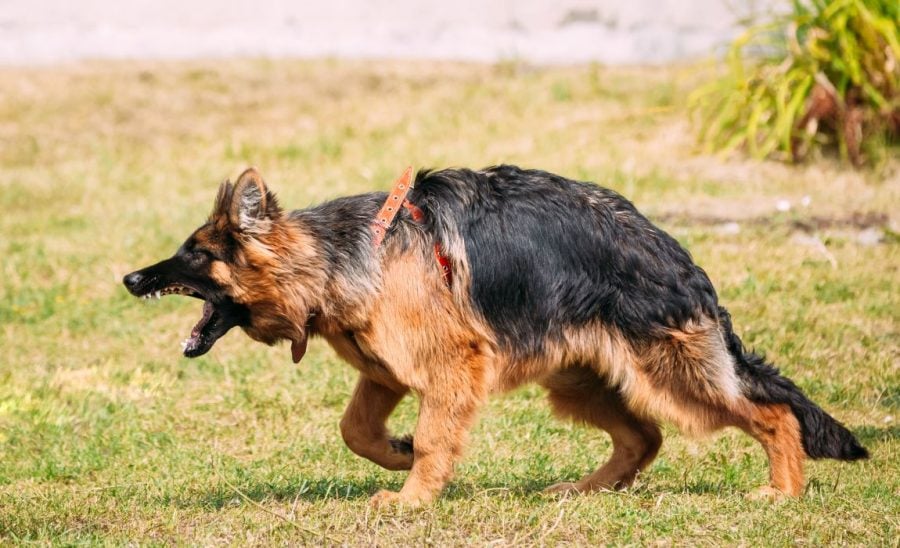 8 Best Dog Training Business Software Solutions!
