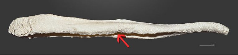 Penis Crowning in Dogs: What's With My Dog's Red Rocket?