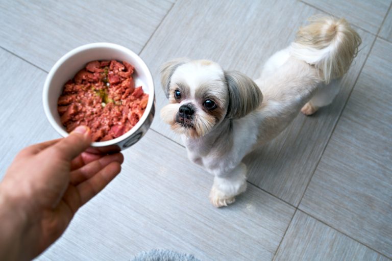 Where to Get Free Dog Food Samples: 13 Options for Free Samples!: No ...