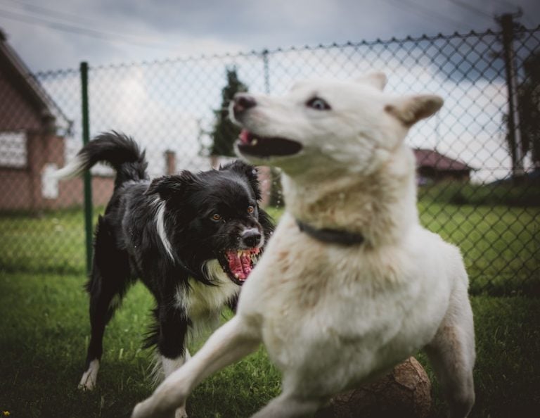 11 Types of Dog Aggression: Why Is Your Dog Acting Aggressively?