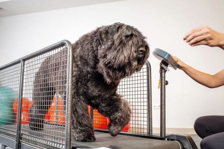 Dog Running 101: How to Train Your Dog to Run with You!