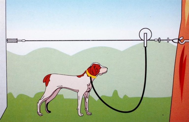 19 Best Dog Tie-Outs, Tie-Downs & Trolleys [2025 Reviews]! Kits and ...