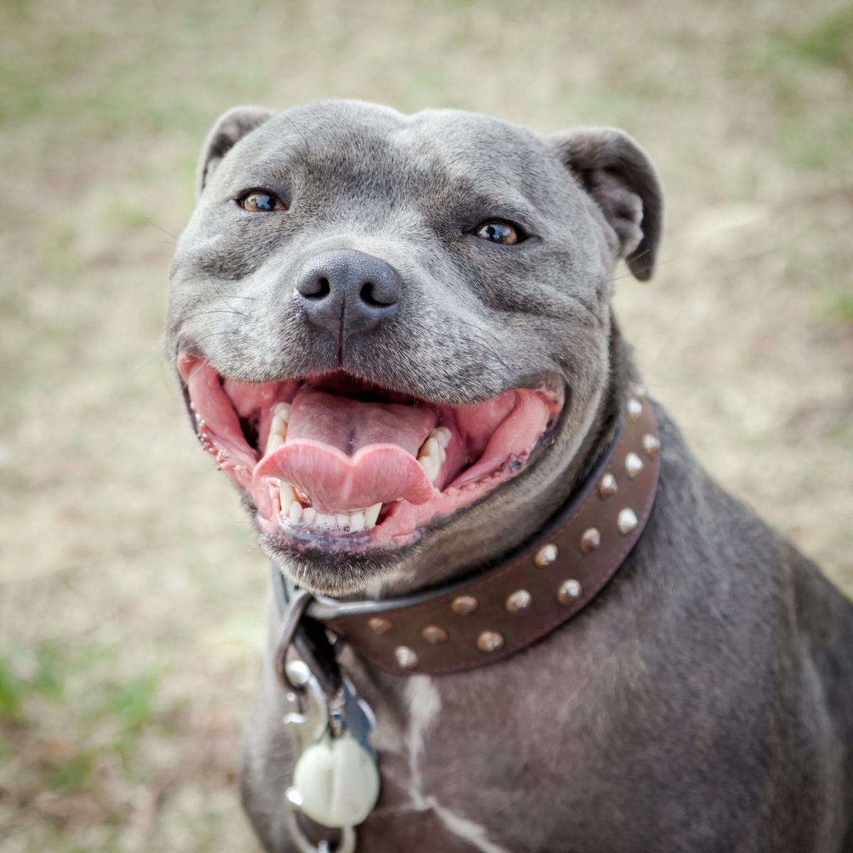 7 Best Wide Dog Collars [2026 Reviews]: Increased Canine Comfort!