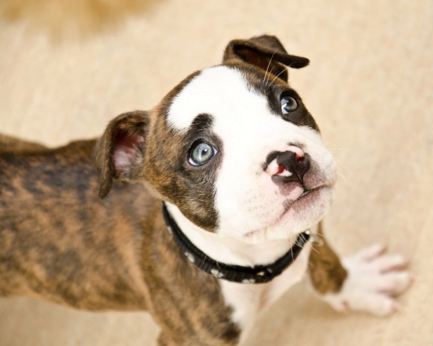 19 Dog Breeds with Blue Eyes: Huskies, Weirmaraners, and More!