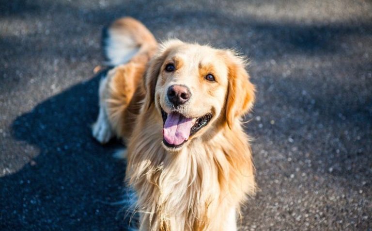 All About The Golden Newfie (Golden Retriever x Newfoundland)