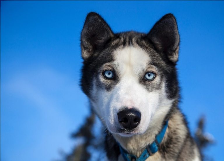19 ras psów o niebieskich oczach: Huskies, Weirmaraners, i więcej ...