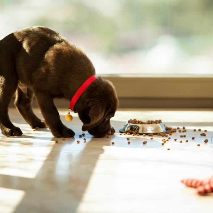 Where To Get Free Dog Food Samples 13 Options For Free Samples No Where To Get Free Dog Food Samples 13 Options For Free Samples No