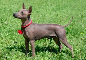 17 Low Shedding Dog Breeds For Fur-Free Living!