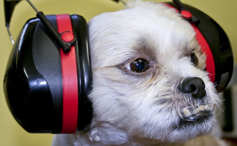 Best Dog Ear Plugs for Pet Ear Protection: Protect Your Hound's Hearing!