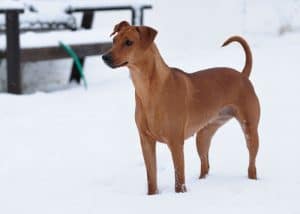 11 Best Ratter Dogs: Rodent-Wrecking Dog Breeds!