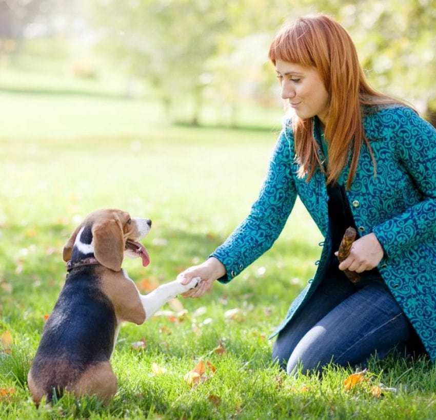 7 Types of Dog Training: Which Method is Best?
