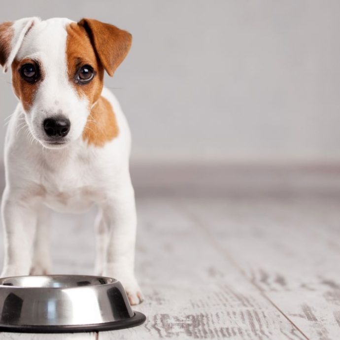 9 Best Pork Dog Food Recipes [2022 Reviews]