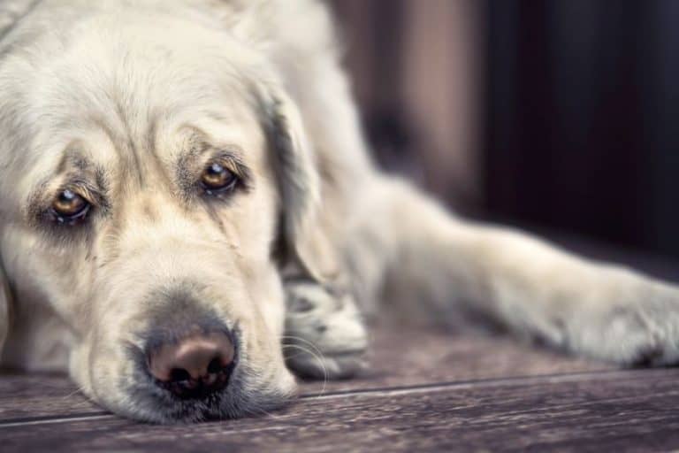 15 Signs Your Dog is Dying: How to Know When Your Dog is Ready to Go