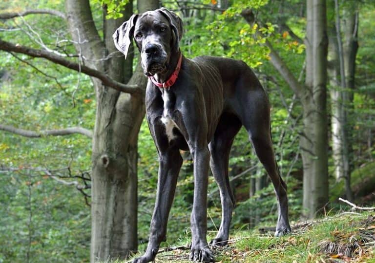 The Labradane: A Labrador Great Dane Mix