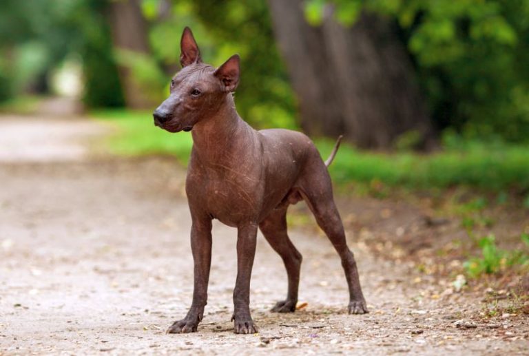 17 Low Shedding Dog Breeds For Fur-Free Living!