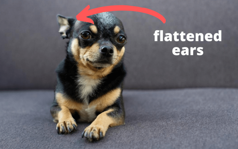 Dog Body Language 101: Understanding Dog Communication