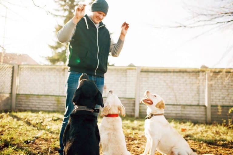 7 Types of Dog Training: Which Method is Best?