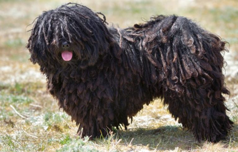 30 Herding Dog Breeds: Canines Who Love Corralling Livestock!
