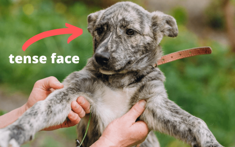 Dog Body Language 101: Understanding Dog Communication