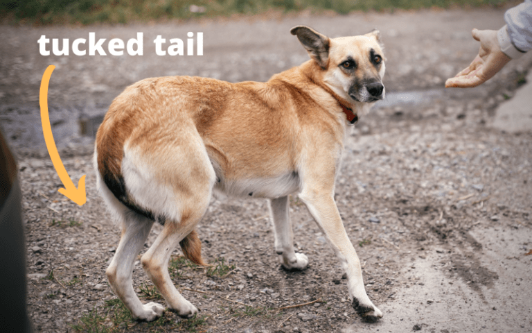 15 Dog Calming Signals: Signs Your Dog is Stressed + How to Help Them!
