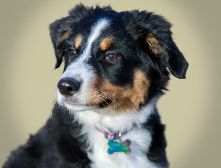 30 Herding Dog Breeds: Canines Who Love Corralling Livestock!