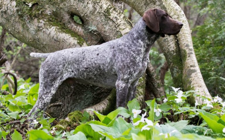 17 Dogs with Webbed Feet: Paddle-Footed Pooches