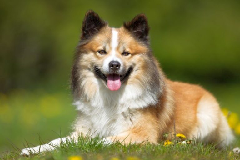 30 Herding Dog Breeds: Canines Who Love Corralling Livestock!