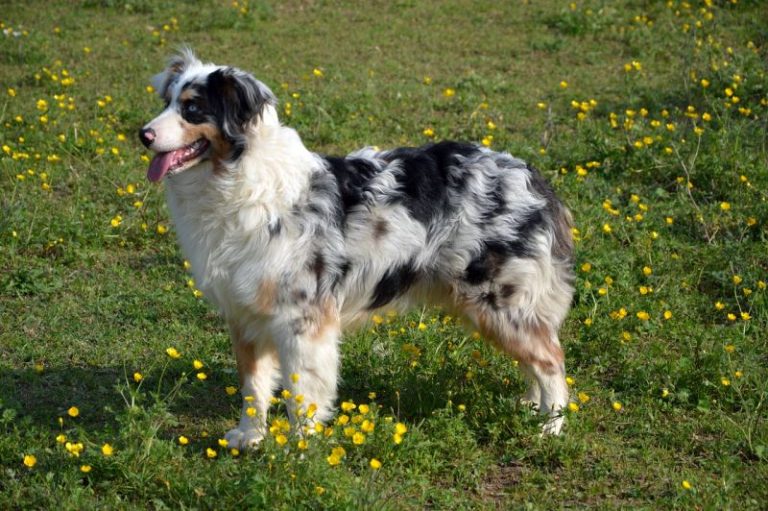 11 Gorgeous Harlequin Dog Breeds!: Spots that Sport Lots of Spots!