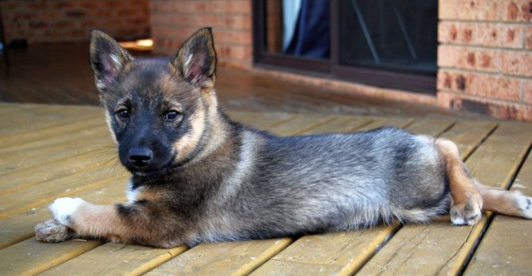 30 Herding Dog Breeds: Canines Who Love Corralling Livestock!