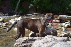 500+ Strong Female Dog Names: Give Your Mutt a Muscular Moniker!