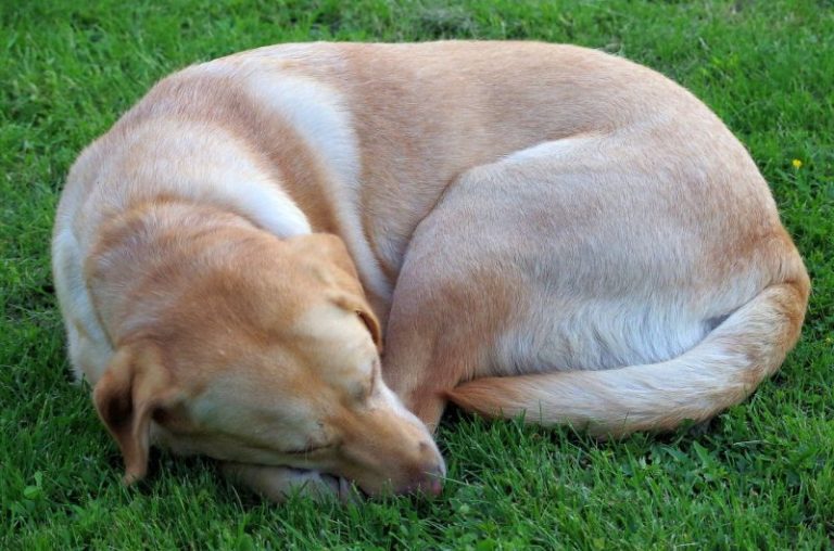 7 Dog Sleeping Positions: Conked-Out Canine Configurations