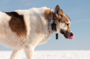 7 Types of Dog Training: Which Method is Best?